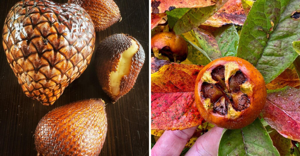 10 Foods You’ve Never Tried That Are Absolutely Delicious