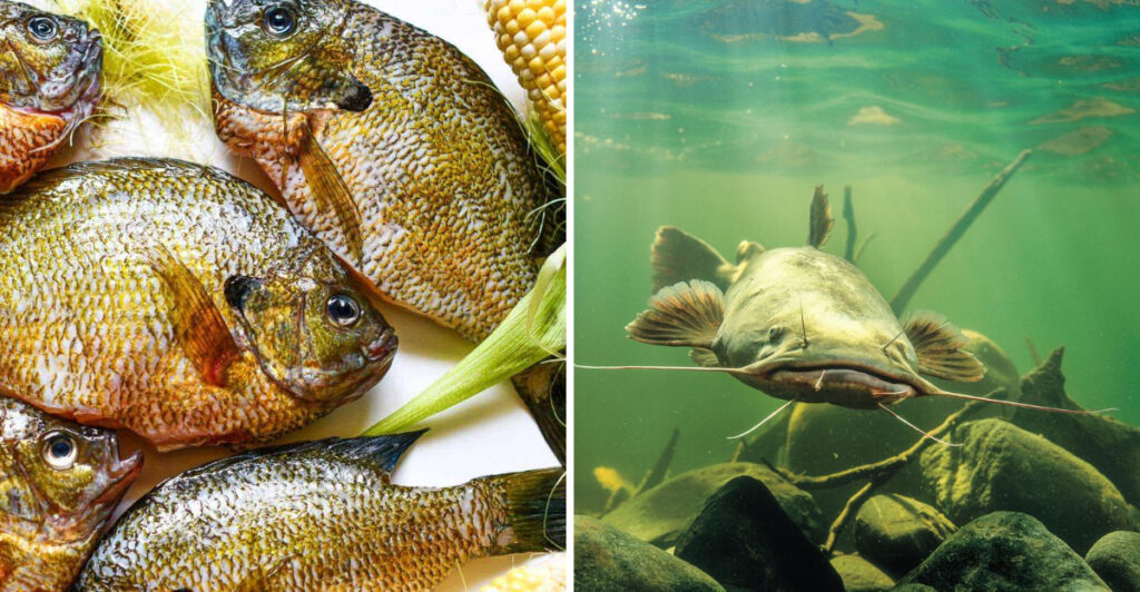 16 American Lake Fish That Taste Better Than Restaurant Salmon